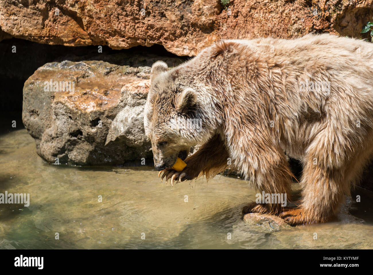 Visiting Jerusalem Biblical Zoo, Israel Stock Photo - Alamy