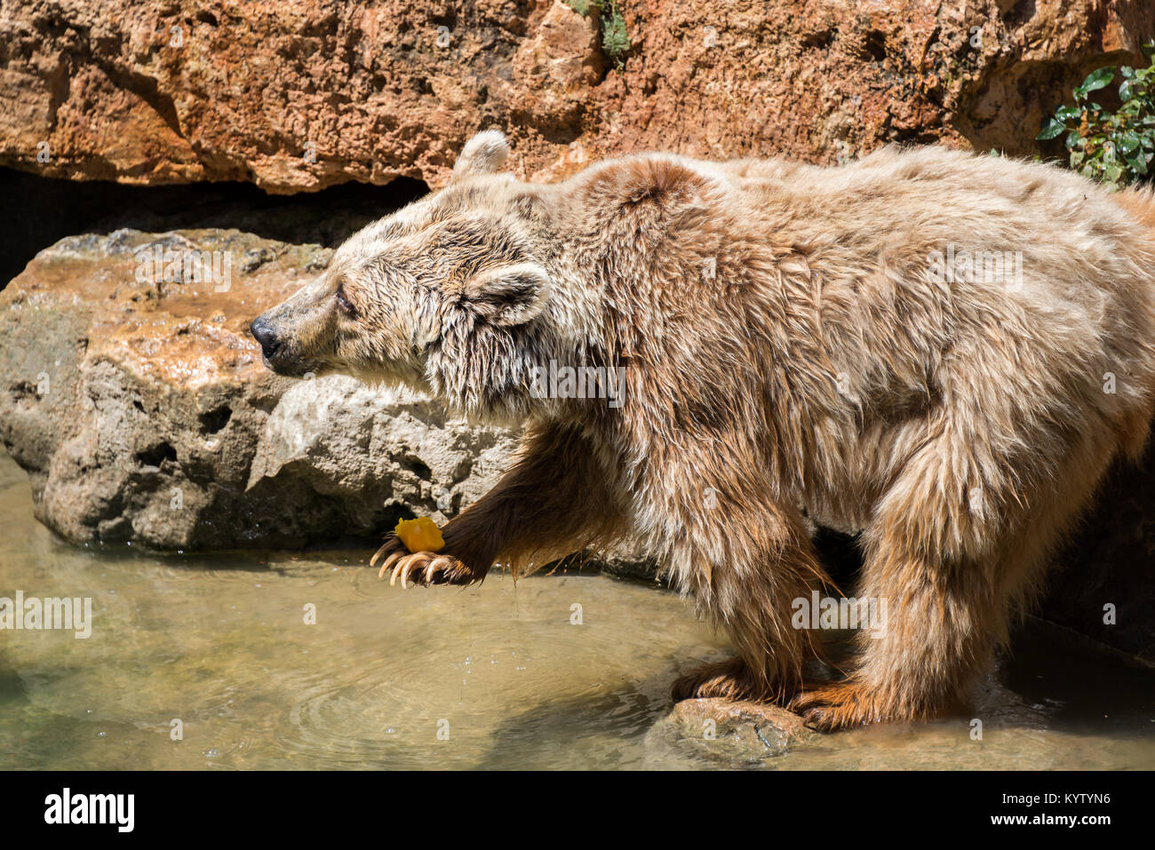 Visiting Jerusalem Biblical Zoo, Israel Stock Photo - Alamy