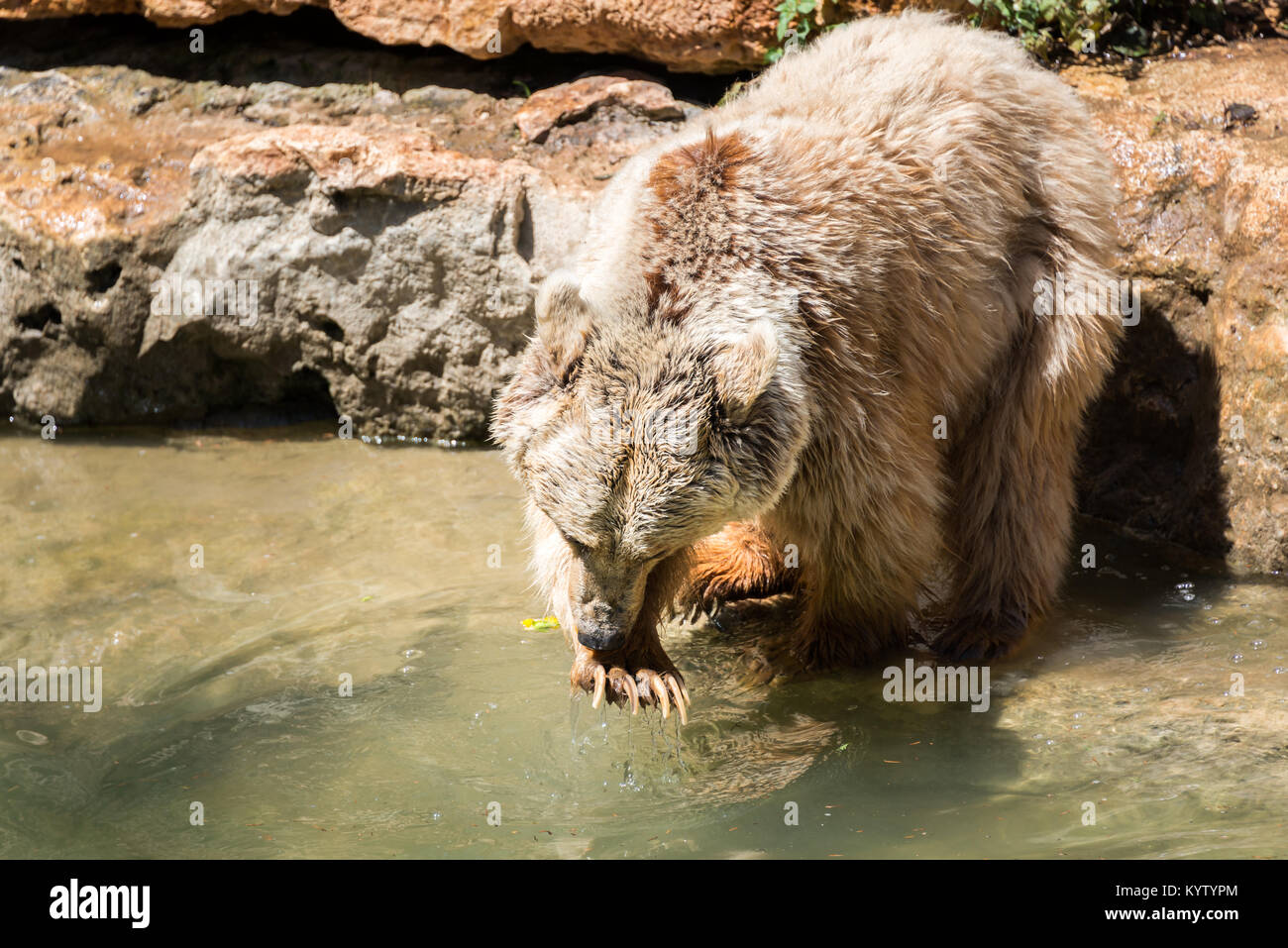 Visiting Jerusalem Biblical Zoo, Israel Stock Photo - Alamy