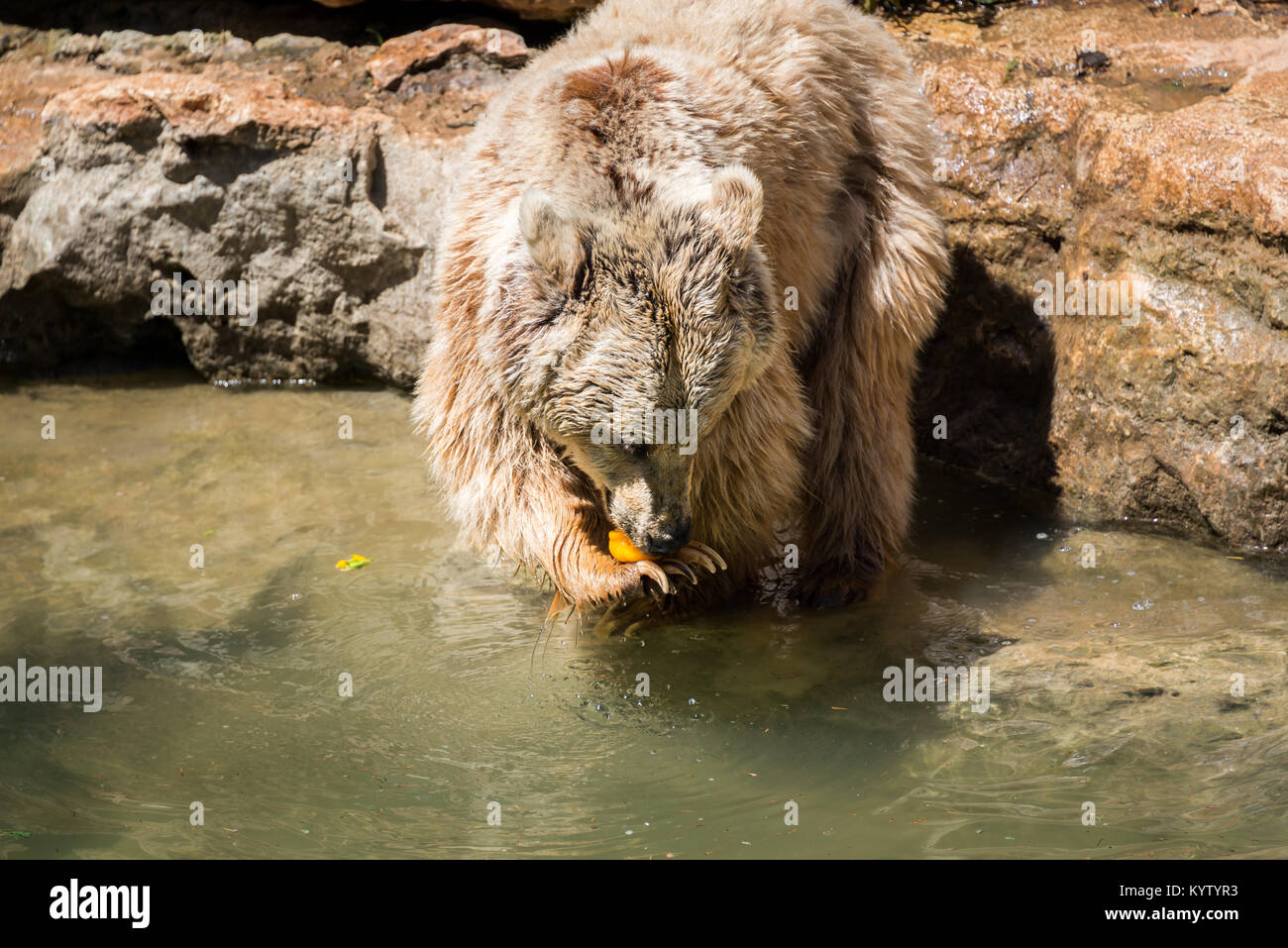 Visiting Jerusalem Biblical Zoo, Israel Stock Photo - Alamy