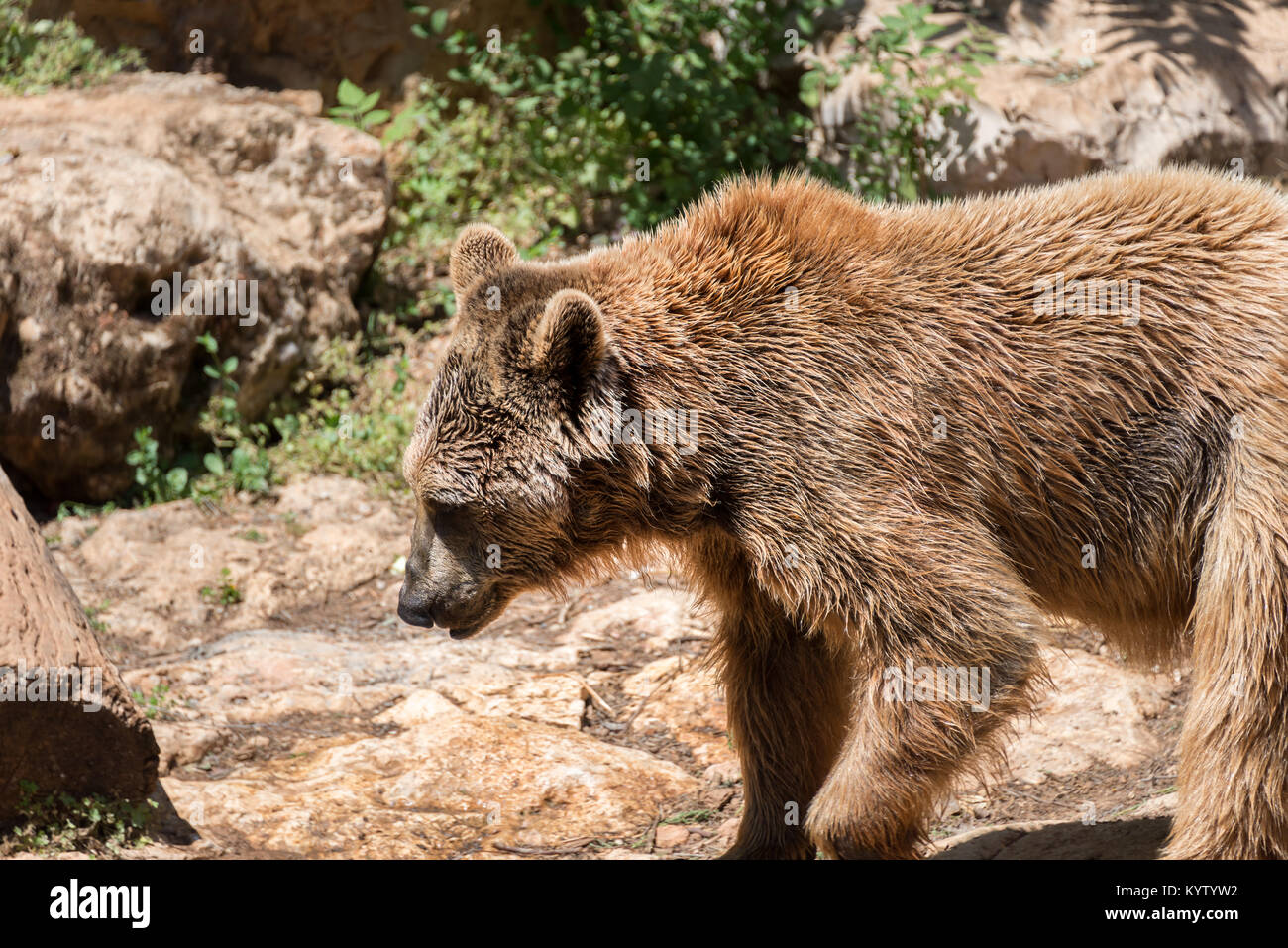 Visiting Jerusalem Biblical Zoo, Israel Stock Photo - Alamy