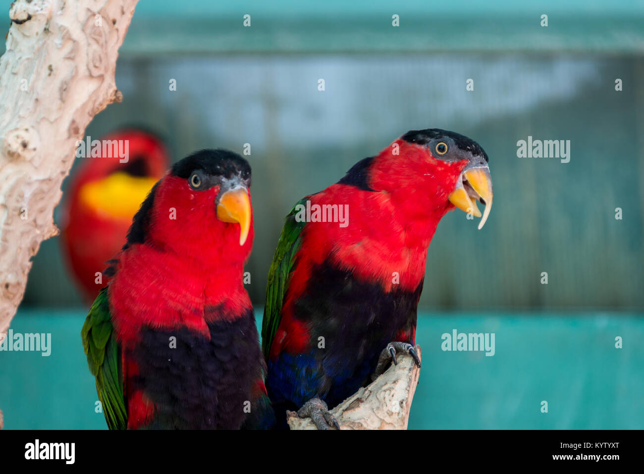 Visiting Jerusalem Biblical Zoo, Israel Stock Photo - Alamy