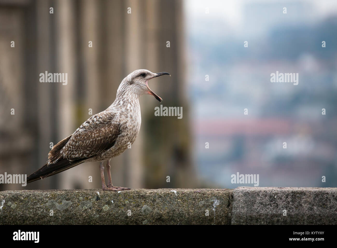 Screaming Seagull closeup Stock Photo - Alamy