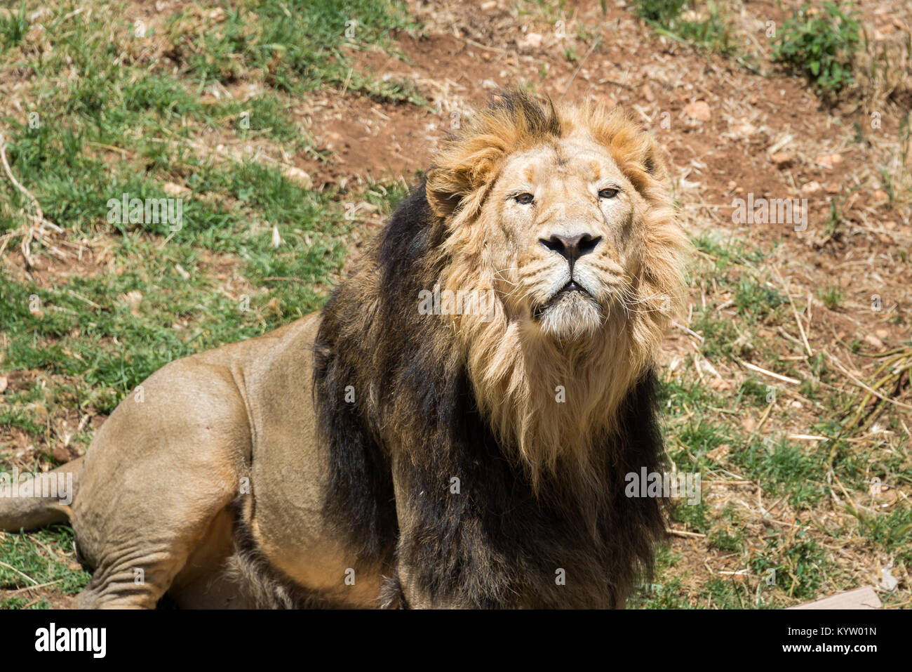 Jerusalem biblical zoo hi-res stock photography and images - Alamy