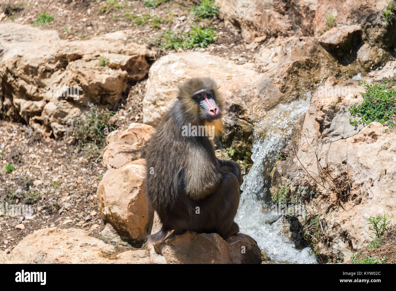 Visiting Jerusalem Biblical Zoo, Israel Stock Photo - Alamy