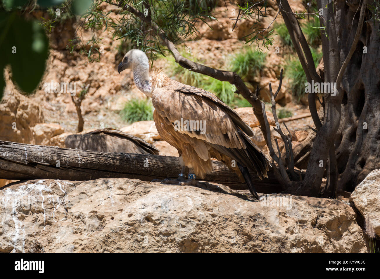Visiting Jerusalem Biblical Zoo, Israel Stock Photo - Alamy