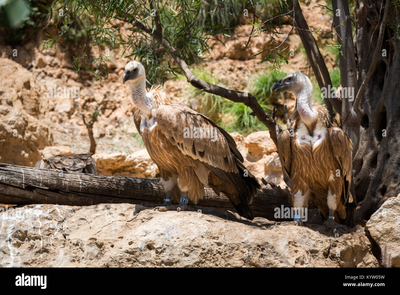 Visiting Jerusalem Biblical Zoo, Israel Stock Photo - Alamy