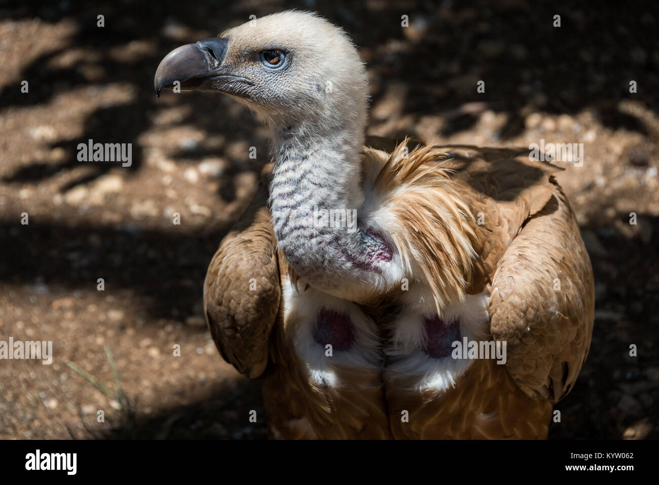 Visiting Jerusalem Biblical Zoo, Israel Stock Photo - Alamy