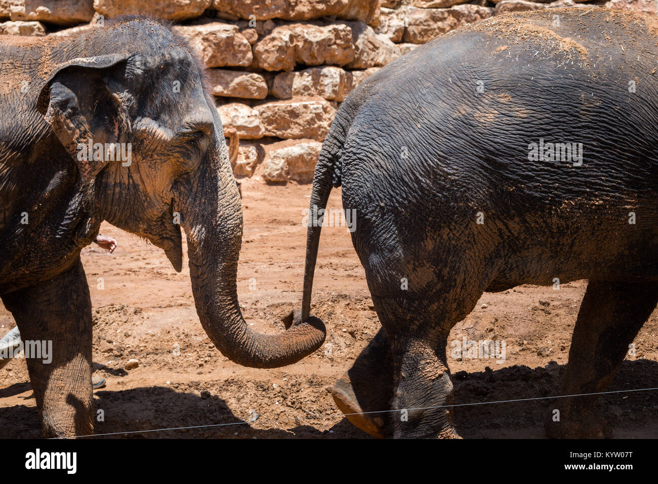 Visiting Jerusalem Biblical Zoo, Israel Stock Photo - Alamy