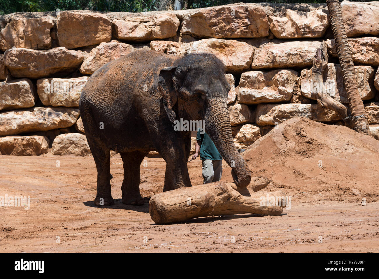 Visiting Jerusalem Biblical Zoo, Israel Stock Photo - Alamy