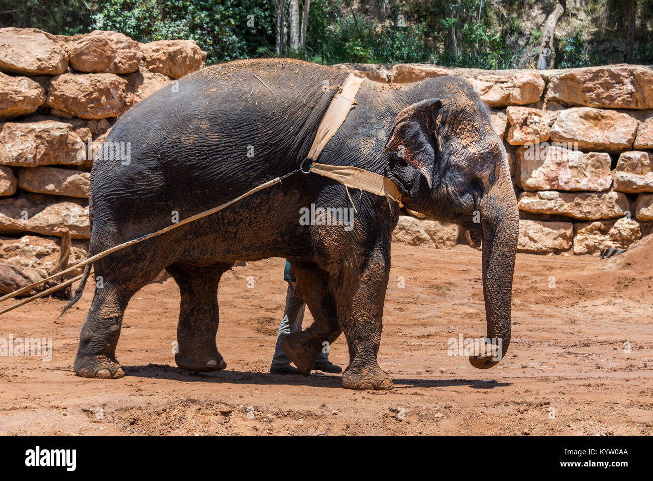 Visiting Jerusalem Biblical Zoo, Israel Stock Photo - Alamy
