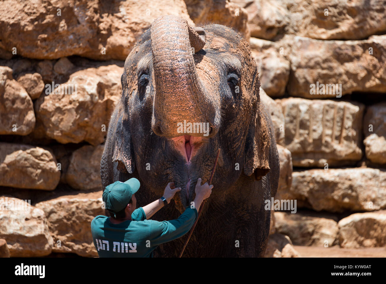 Visiting Jerusalem Biblical Zoo, Israel Stock Photo - Alamy