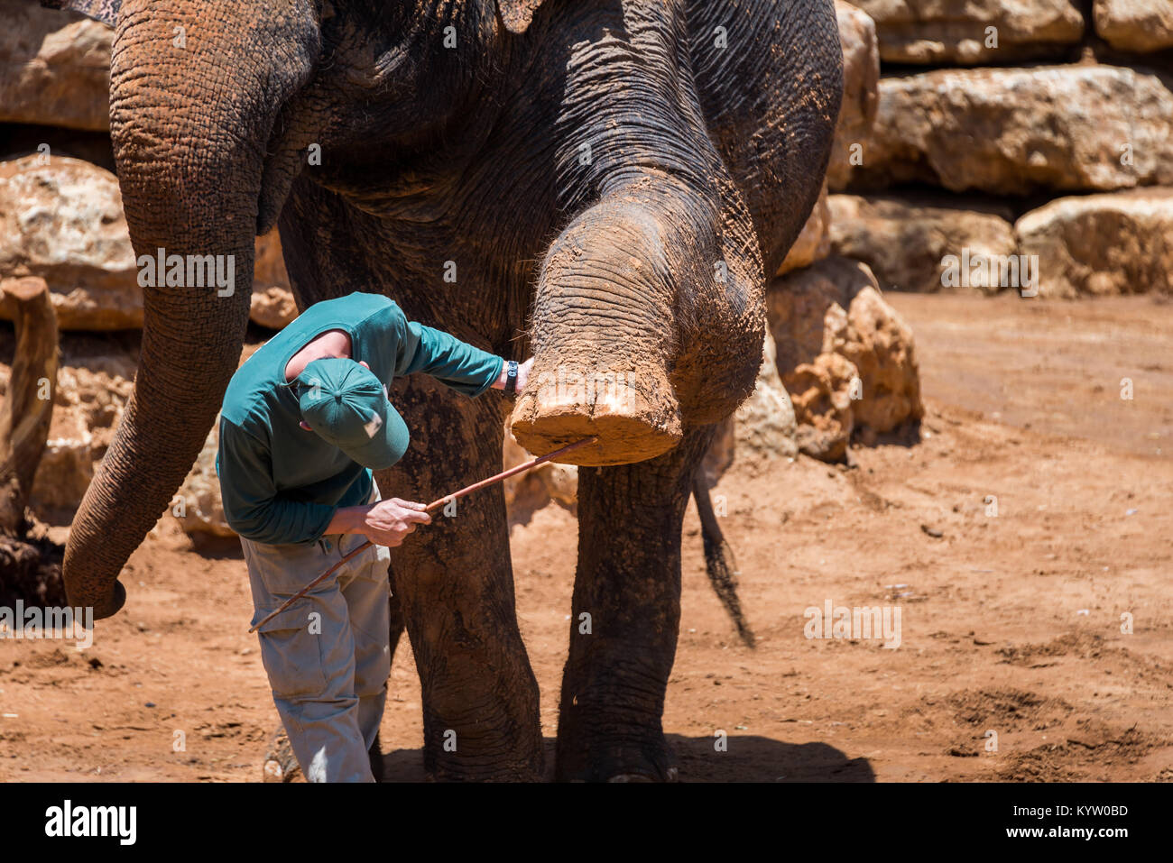 Visiting Jerusalem Biblical Zoo, Israel Stock Photo - Alamy