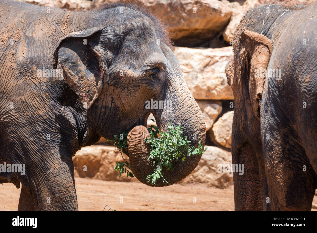 Visiting Jerusalem Biblical Zoo, Israel Stock Photo - Alamy