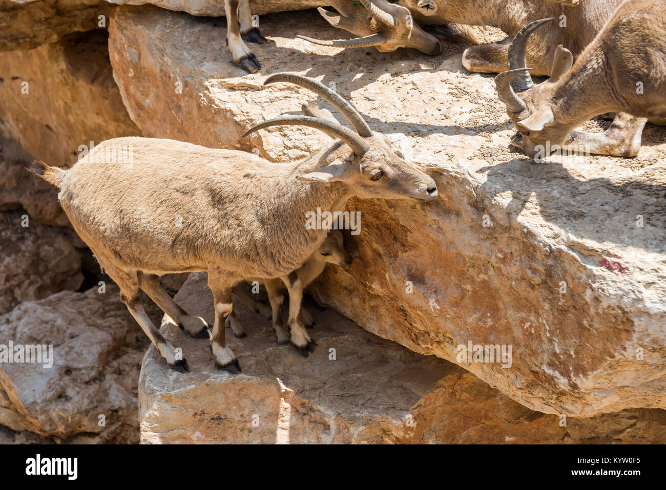 Visiting Jerusalem Biblical Zoo, Israel Stock Photo - Alamy