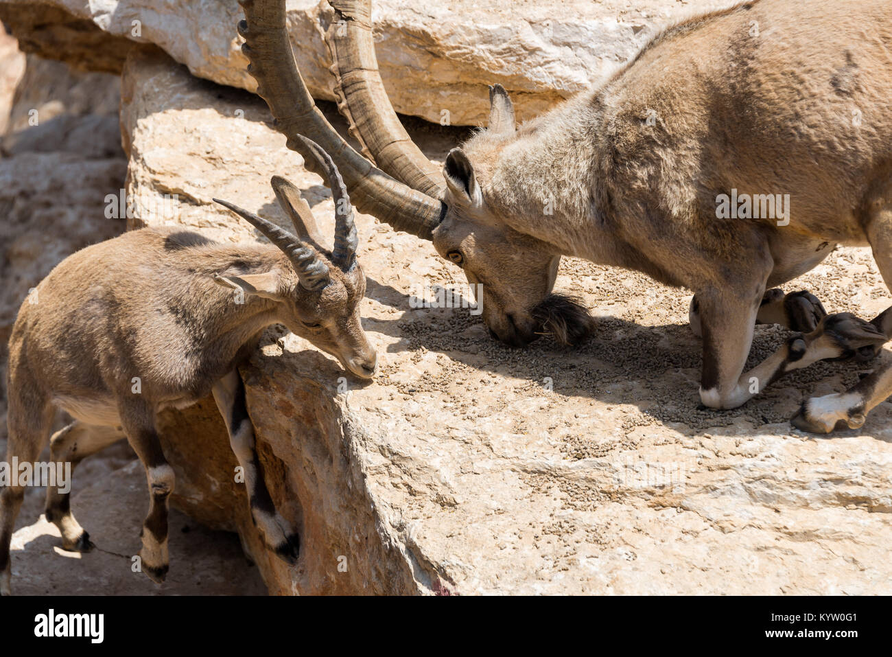 Visiting Jerusalem Biblical Zoo, Israel Stock Photo - Alamy
