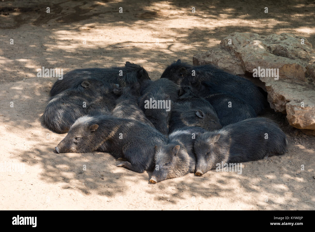 Visiting Jerusalem Biblical Zoo, Israel Stock Photo - Alamy