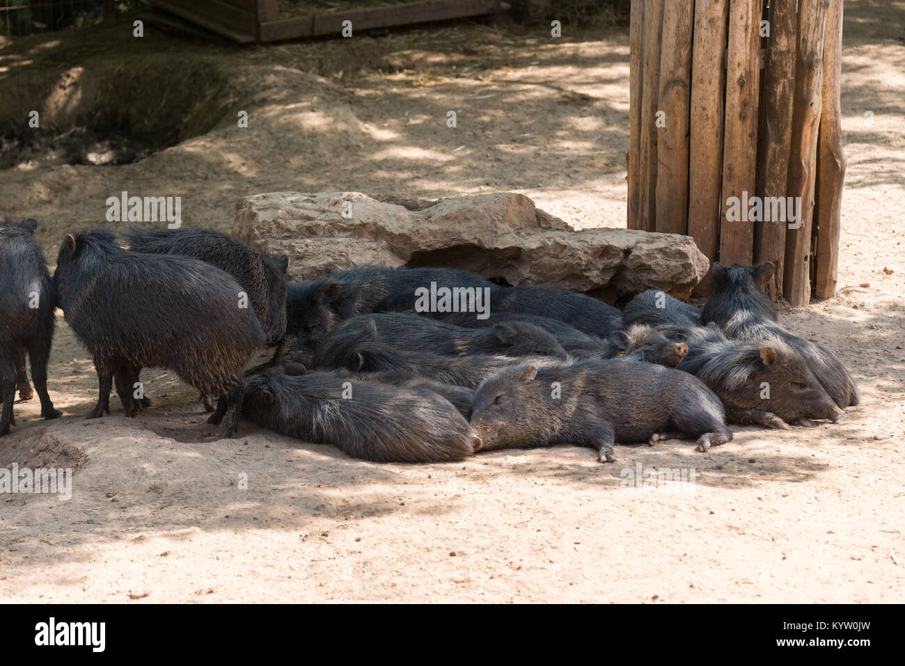 Visiting Jerusalem Biblical Zoo, Israel Stock Photo - Alamy