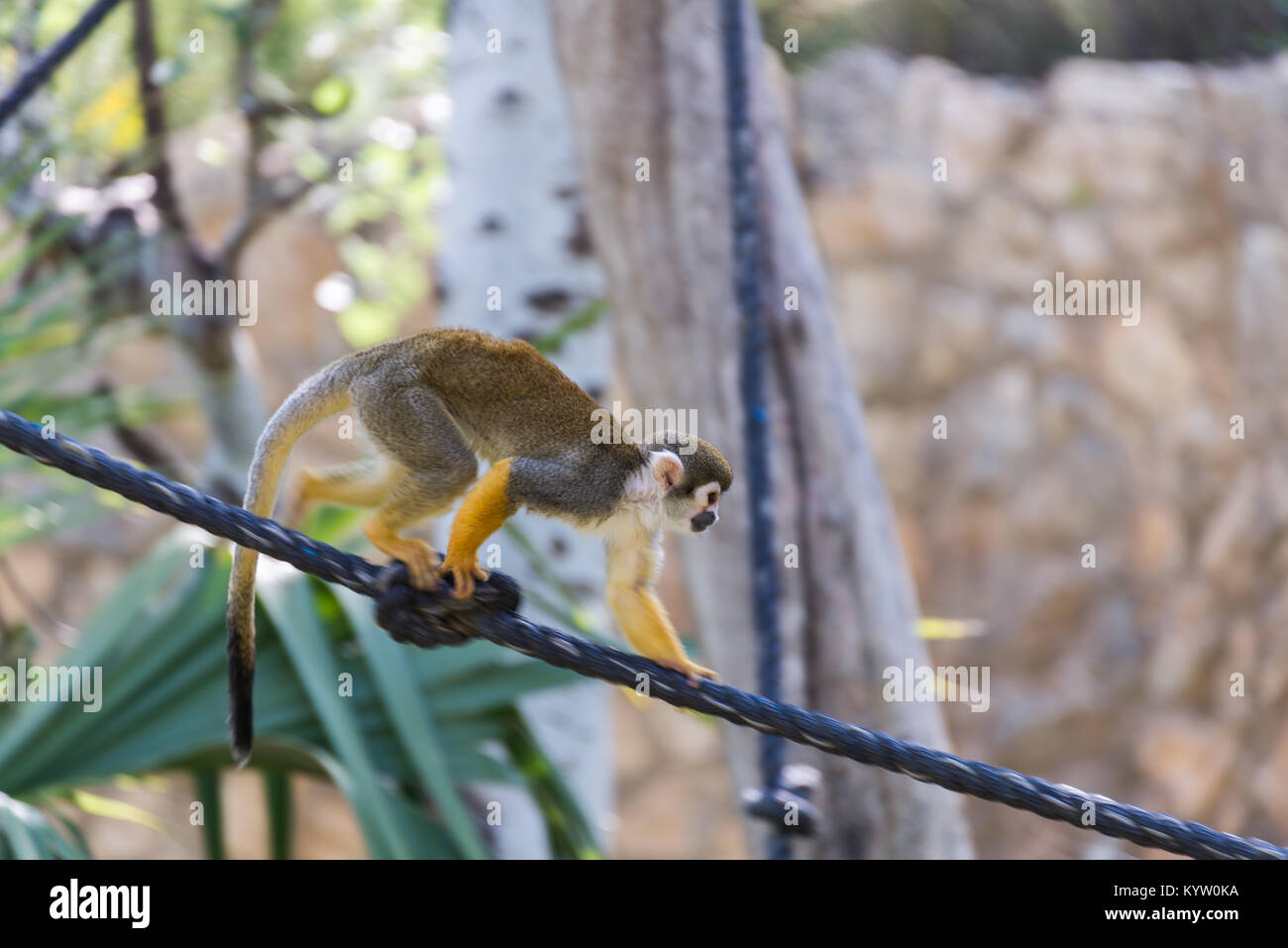 Jerusalem israel biblical zoo hi-res stock photography and images - Alamy