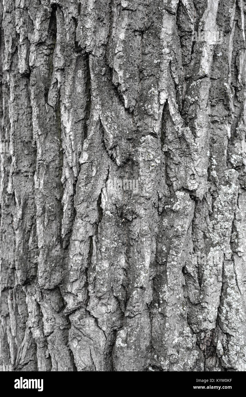 dry tree bark texture background Stock Photo - Alamy