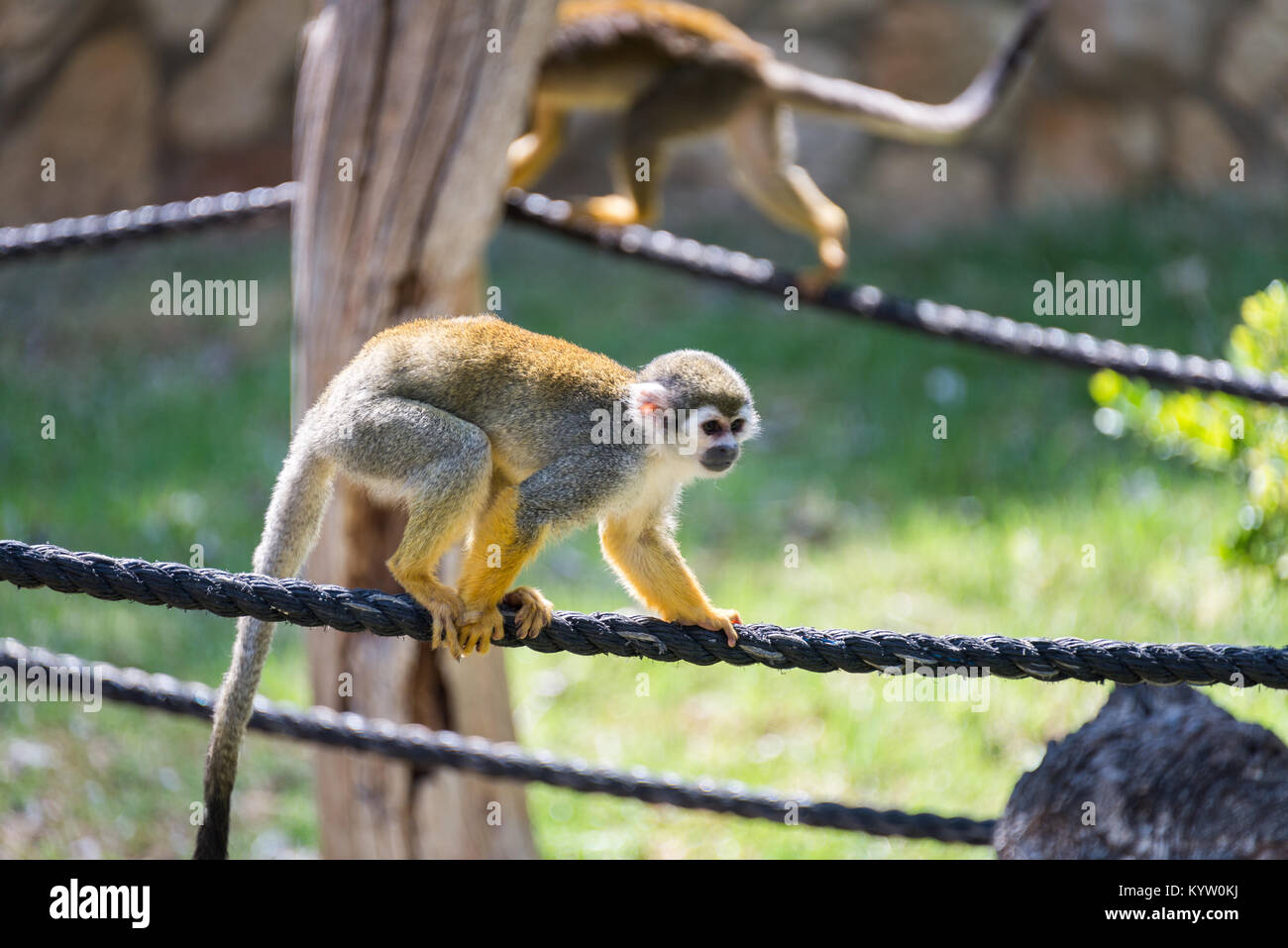 Visiting Jerusalem Biblical Zoo, Israel Stock Photo - Alamy