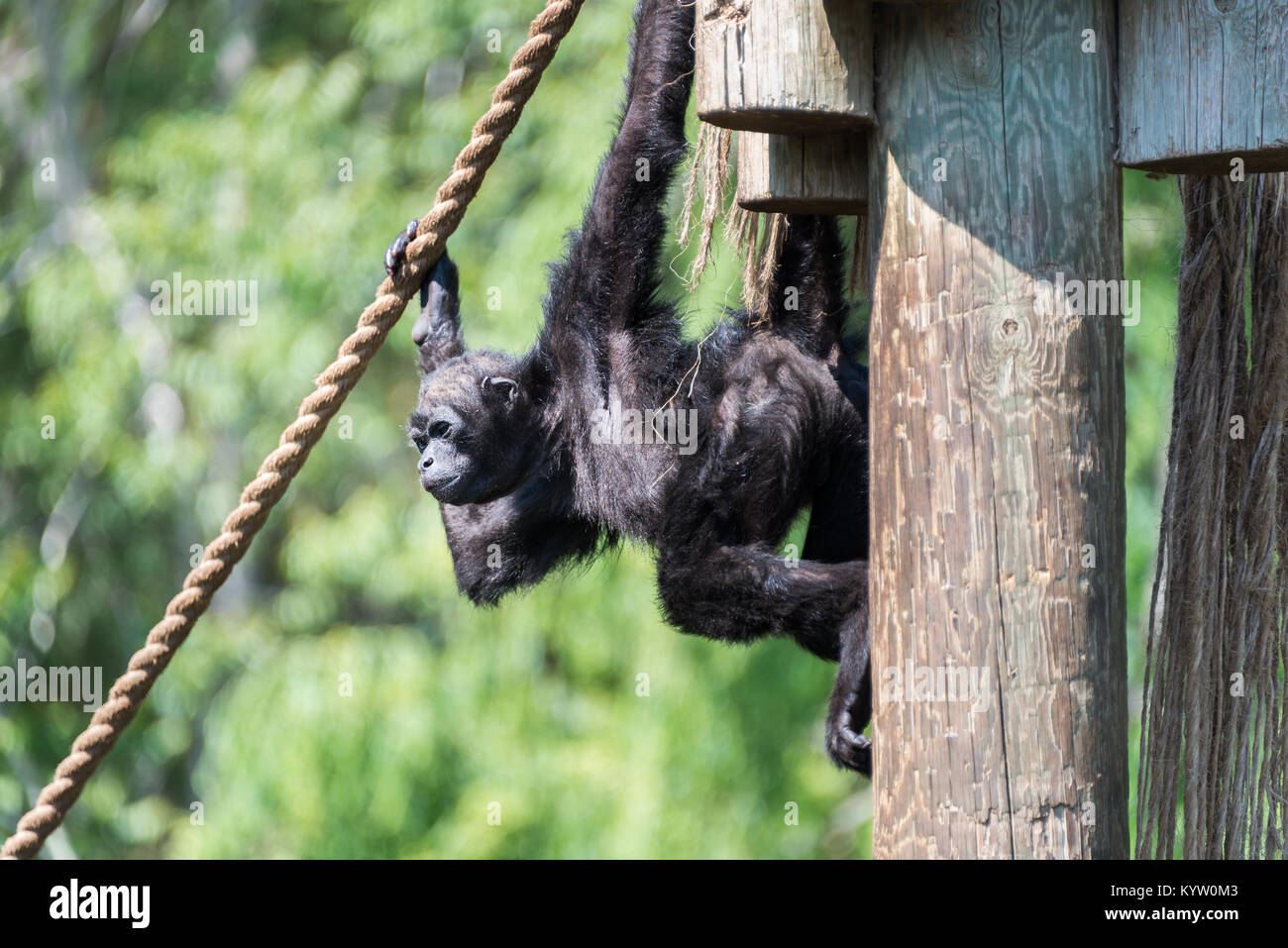 Visiting Jerusalem Biblical Zoo, Israel Stock Photo - Alamy