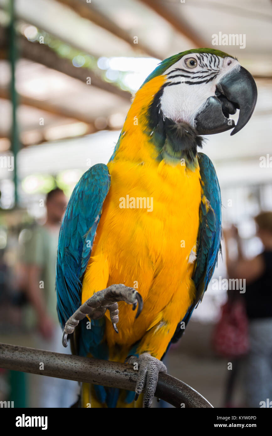 Visiting Parrot farm in Kfar Hess, Israel Stock Photo - Alamy