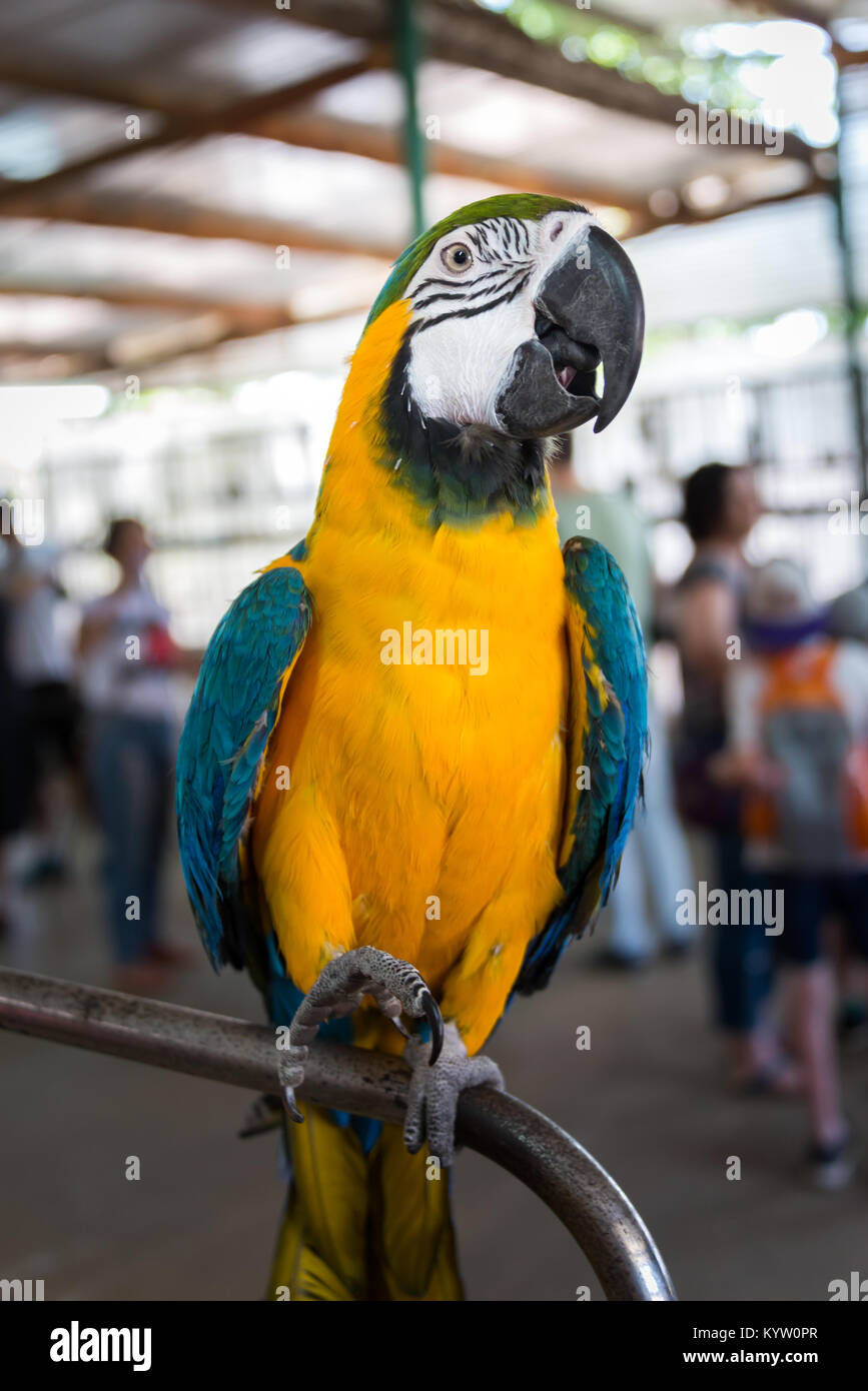 Visiting Parrot farm in Kfar Hess, Israel Stock Photo - Alamy