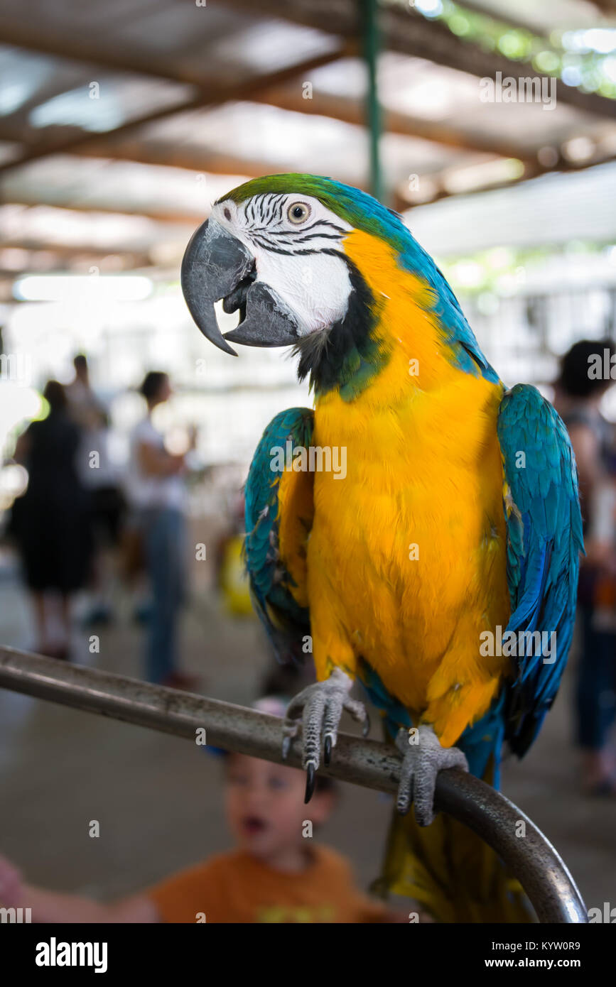 Parrot farm hi-res stock photography and images - Alamy