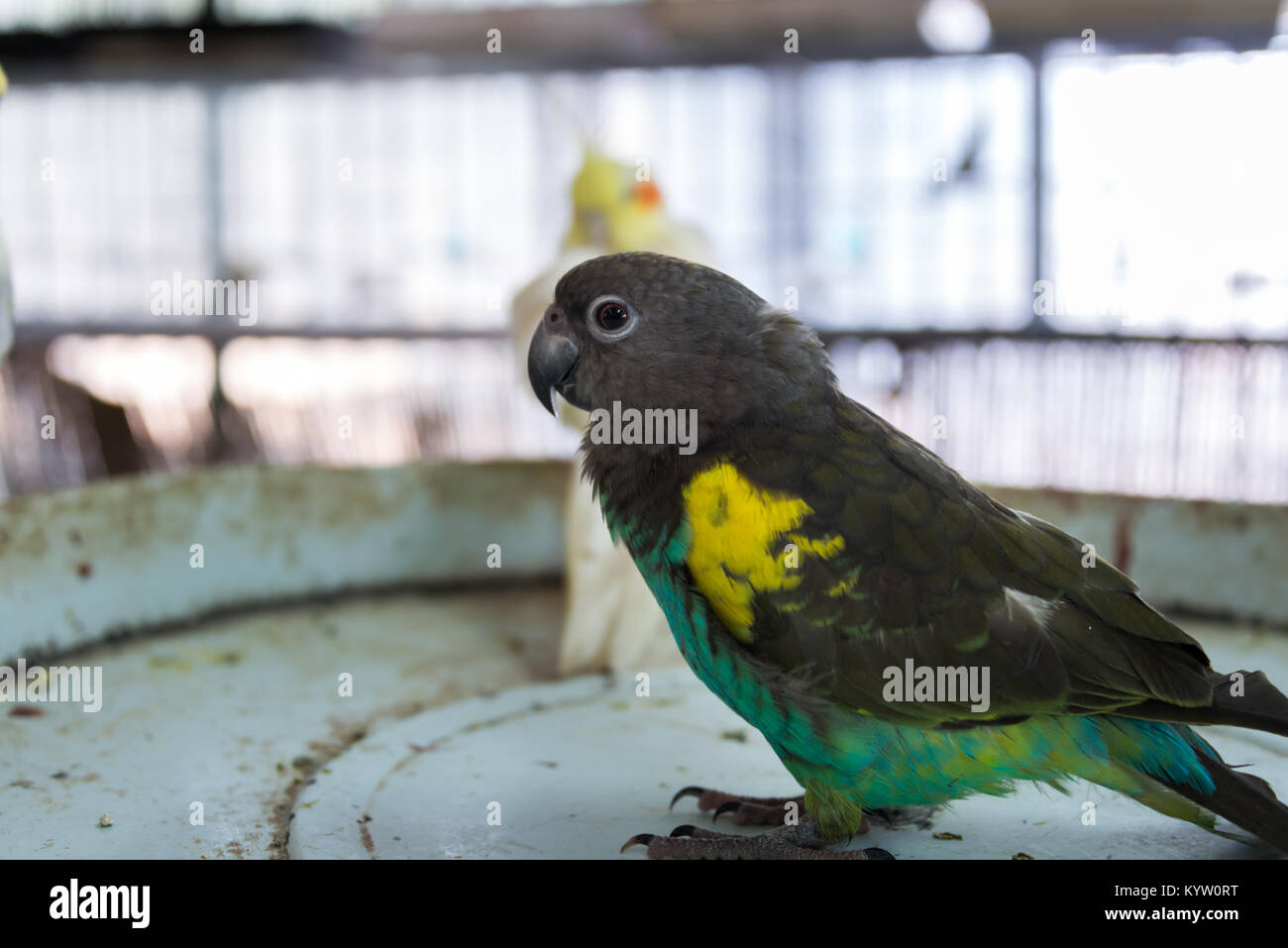 Visiting Parrot farm in Kfar Hess, Israel Stock Photo - Alamy