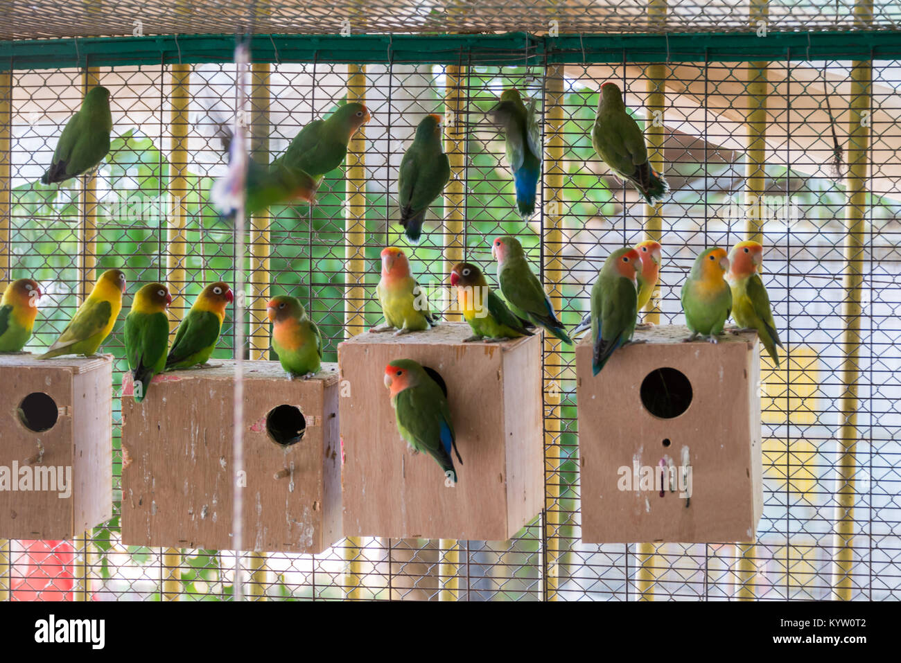Visiting Parrot farm in Kfar Hess, Israel Stock Photo - Alamy