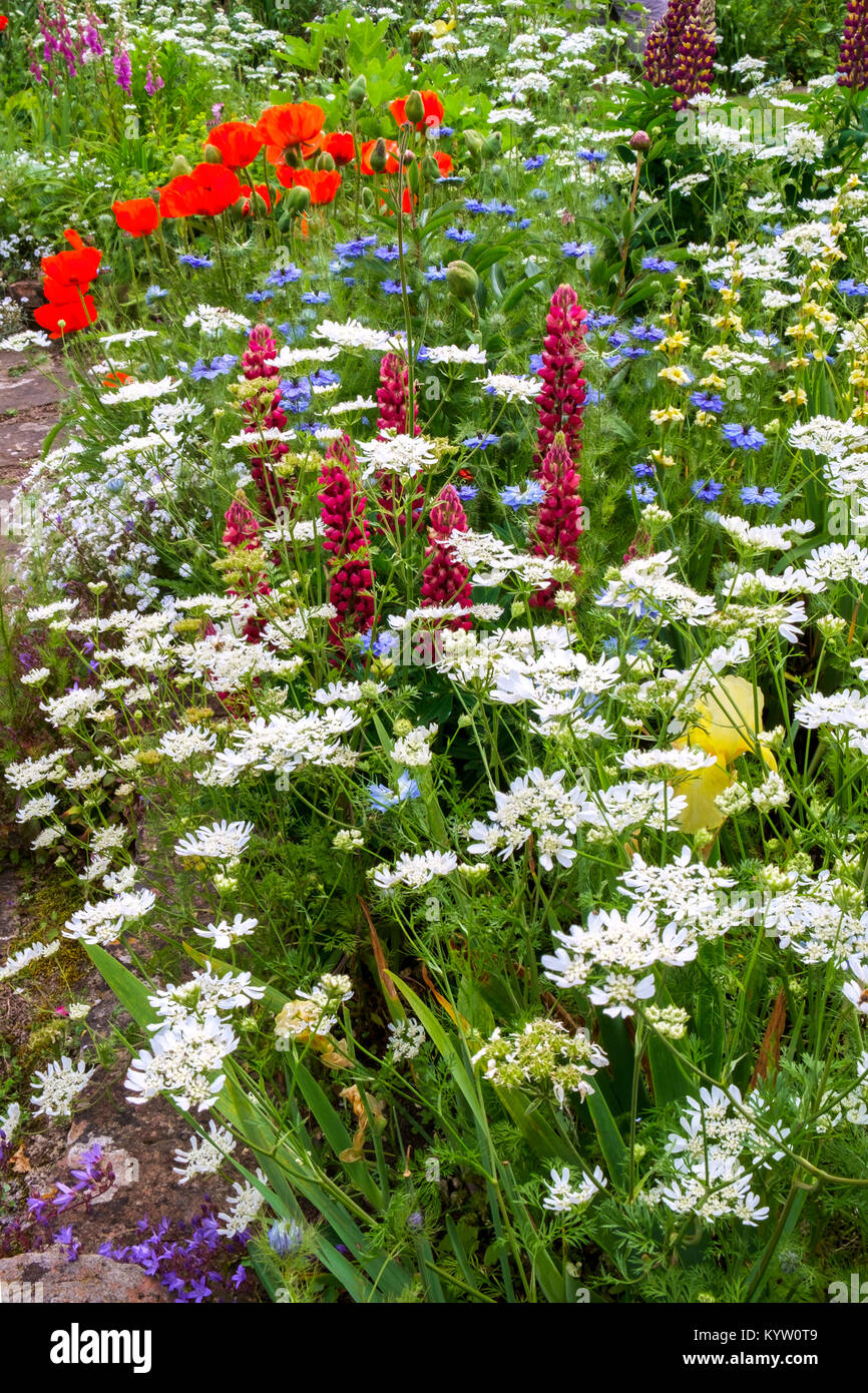 Colourful Summer UK Cottage Garden Border With Poppies And Lupins Stock Photo Alamy colourful-summer-uk-cottage-garden-border-with-poppies-and-lupins-stock-photo-alamy