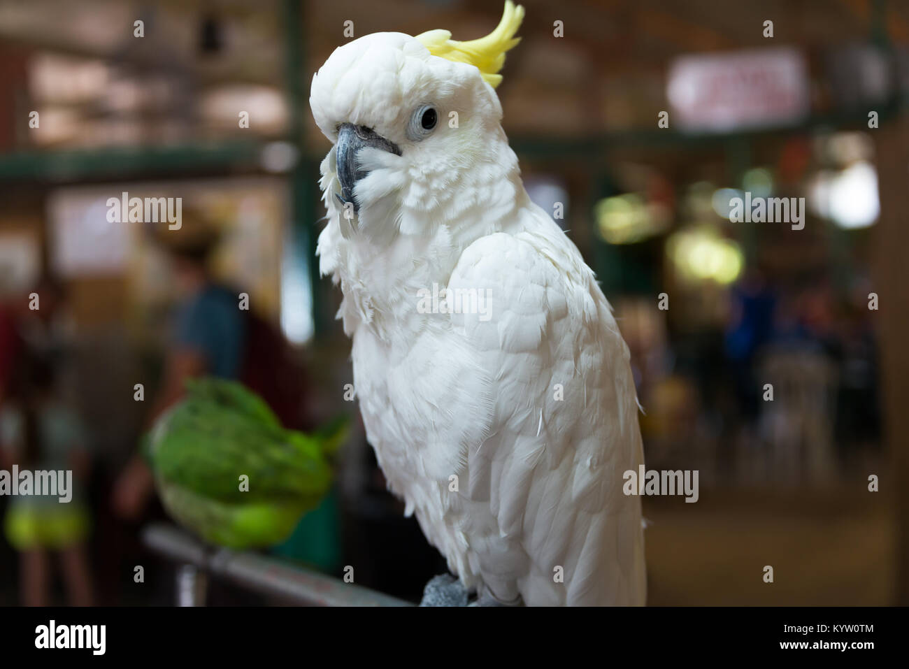Visiting Parrot farm in Kfar Hess, Israel Stock Photo - Alamy