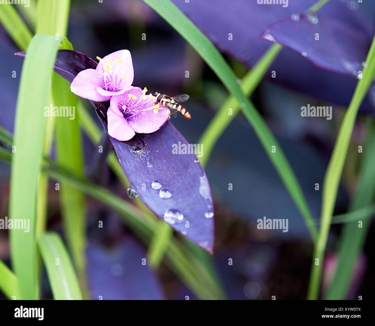 Pollination insects hi-res stock photography and images - Alamy