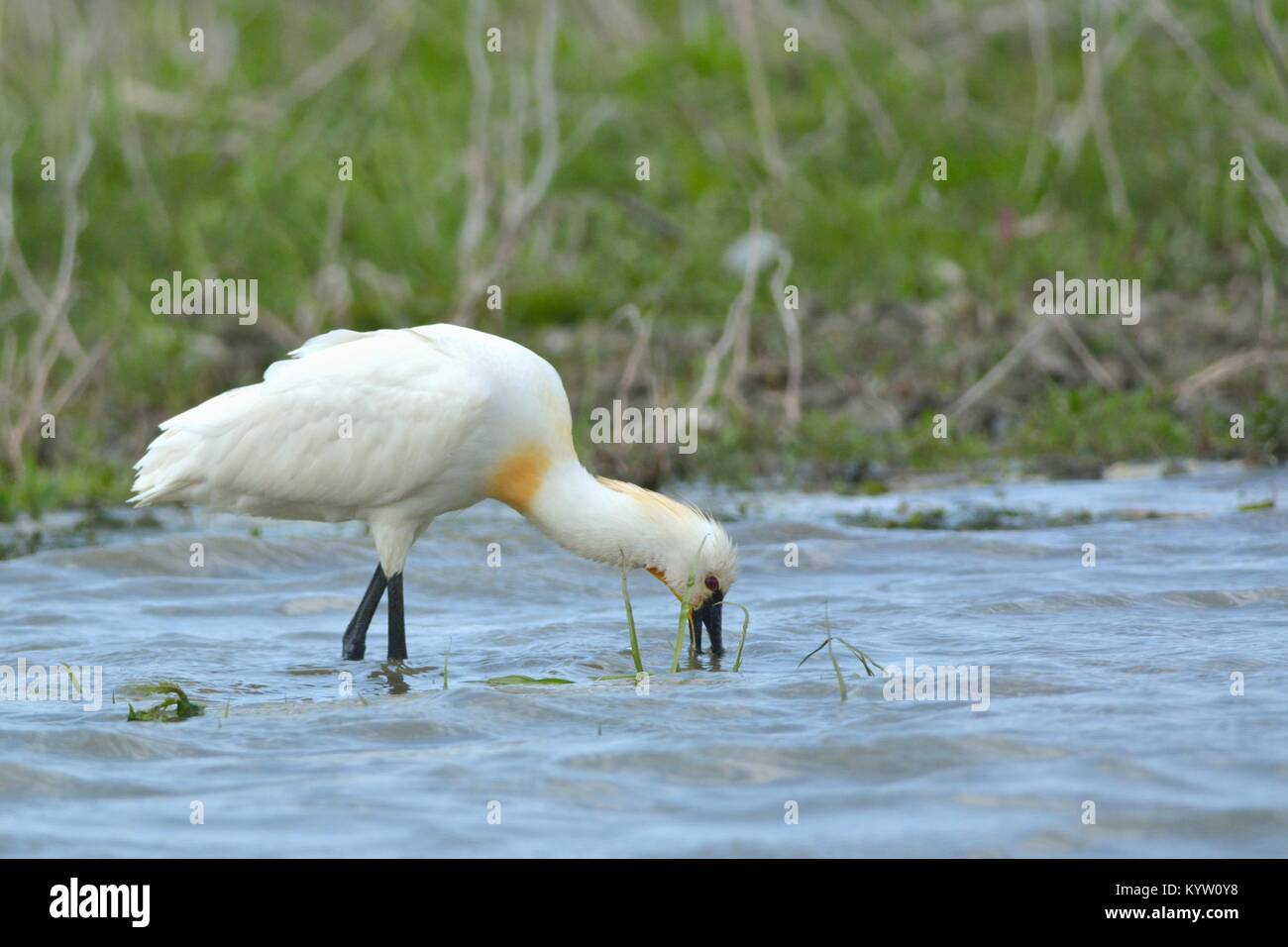 Eurasian Spoonbill (Platalea leucorodia Stock Photo - Alamy