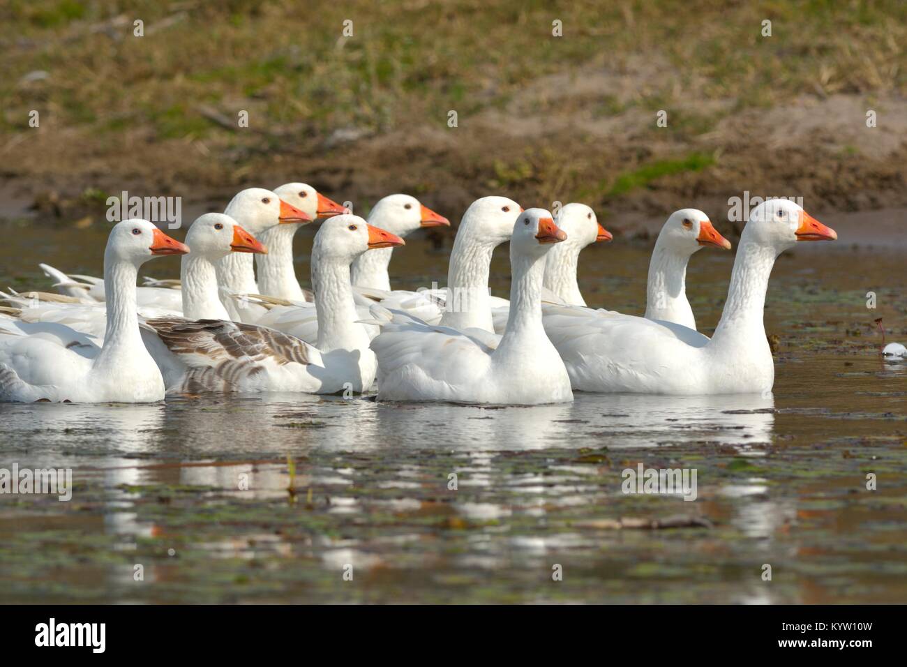 White domestic geese hi-res stock photography and images - Alamy