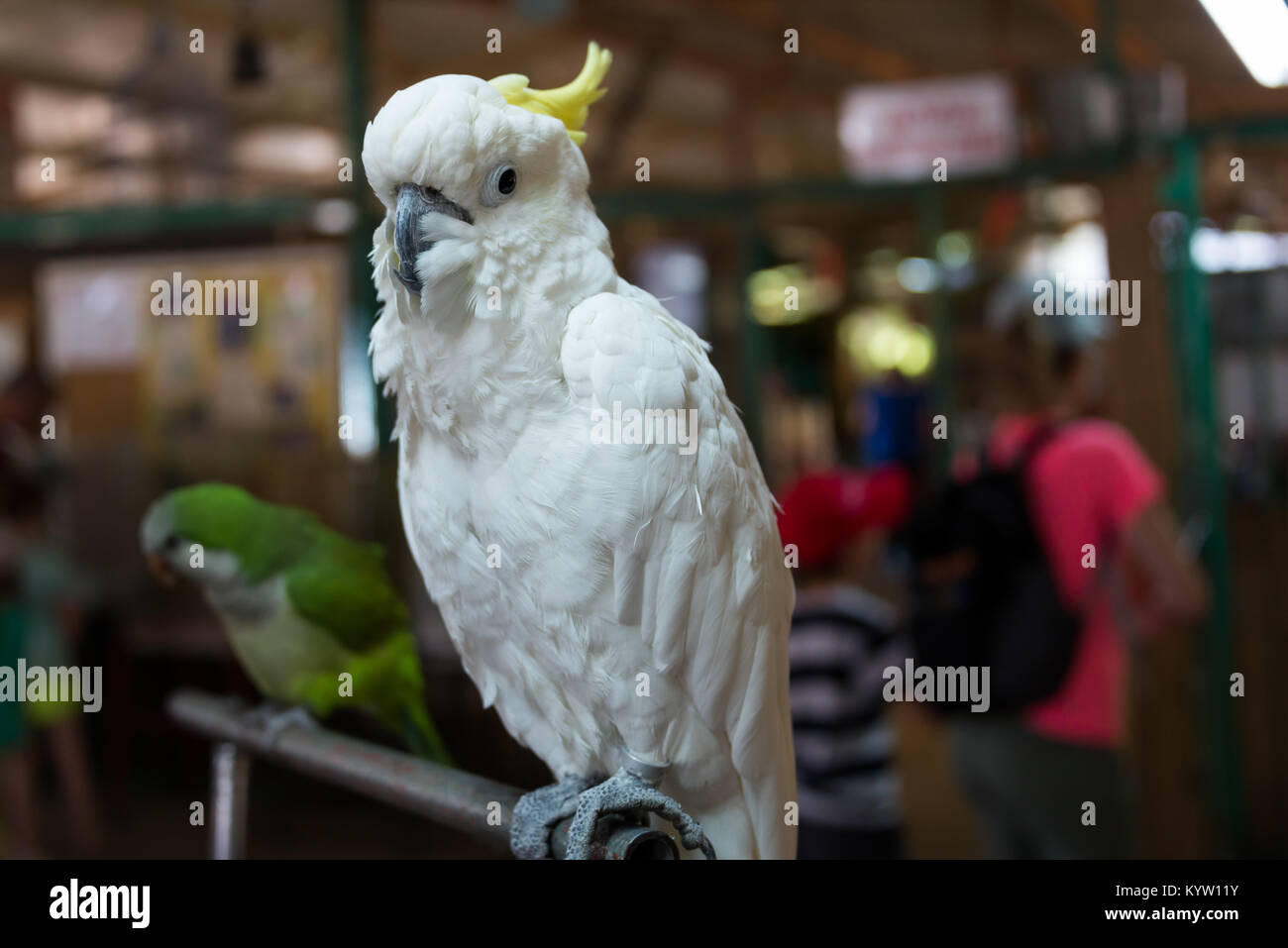 Visiting Parrot farm in Kfar Hess, Israel Stock Photo - Alamy