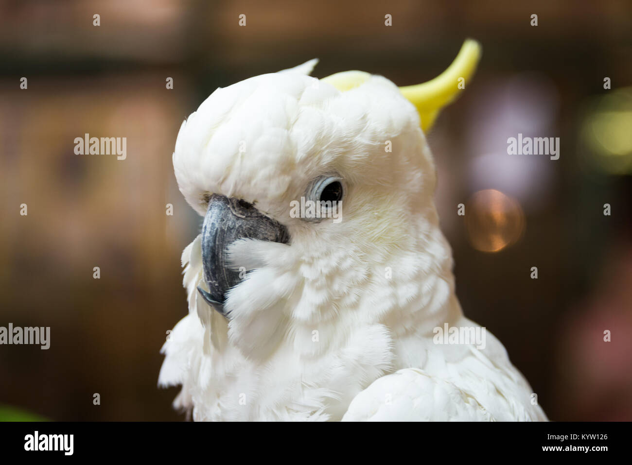 Parrots white in farm hi-res stock photography and images - Alamy