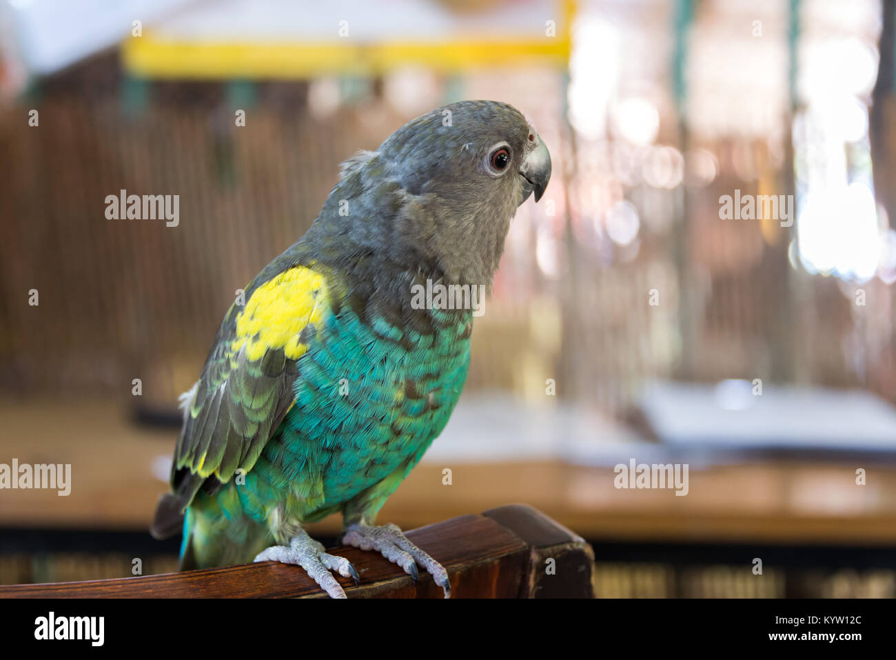 Visiting Parrot farm in Kfar Hess, Israel Stock Photo - Alamy