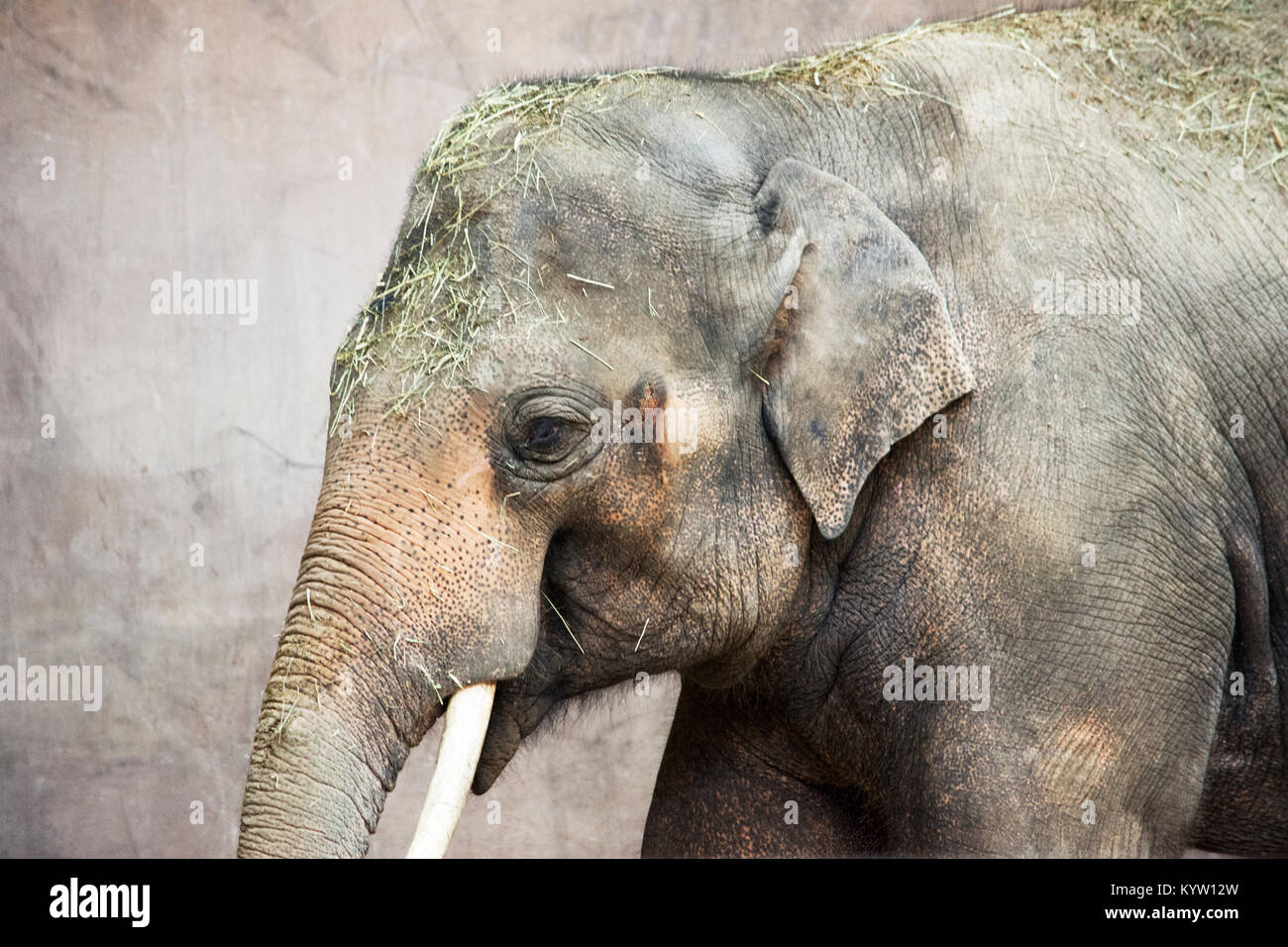 Young Bull Elephant Stock Photo - Alamy