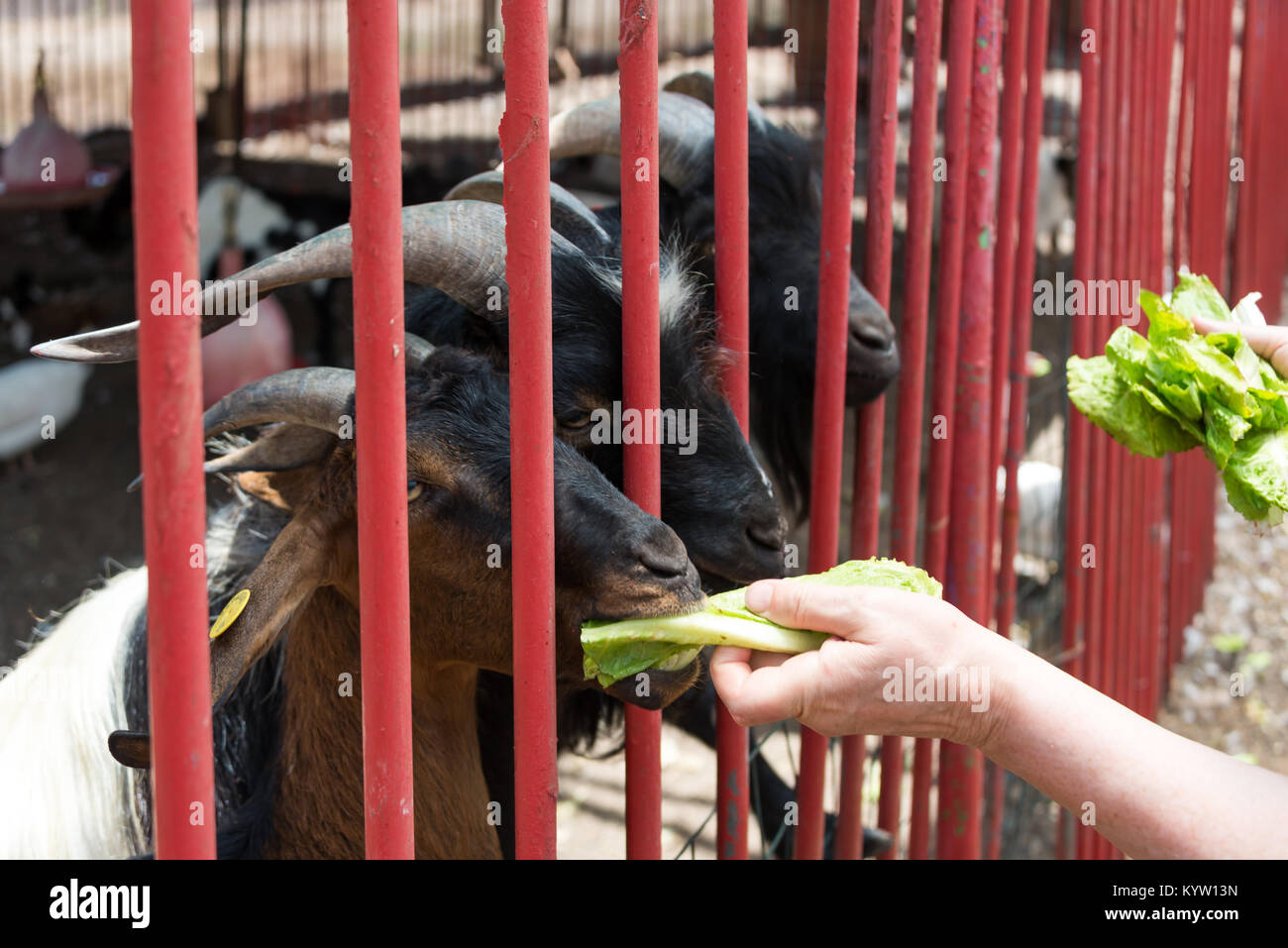Visiting Parrot farm in Kfar Hess, Israel Stock Photo - Alamy
