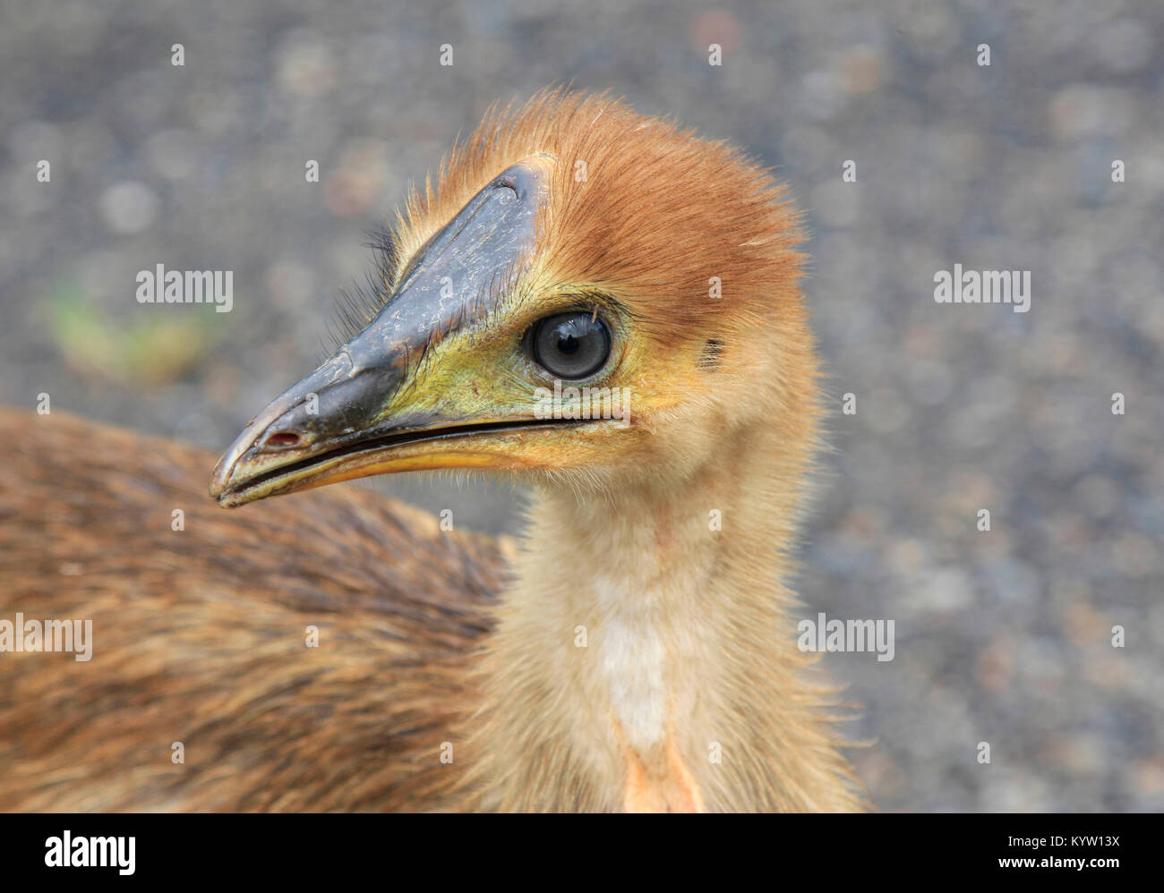 Tropical rainforests hi-res stock photography and images - Alamy