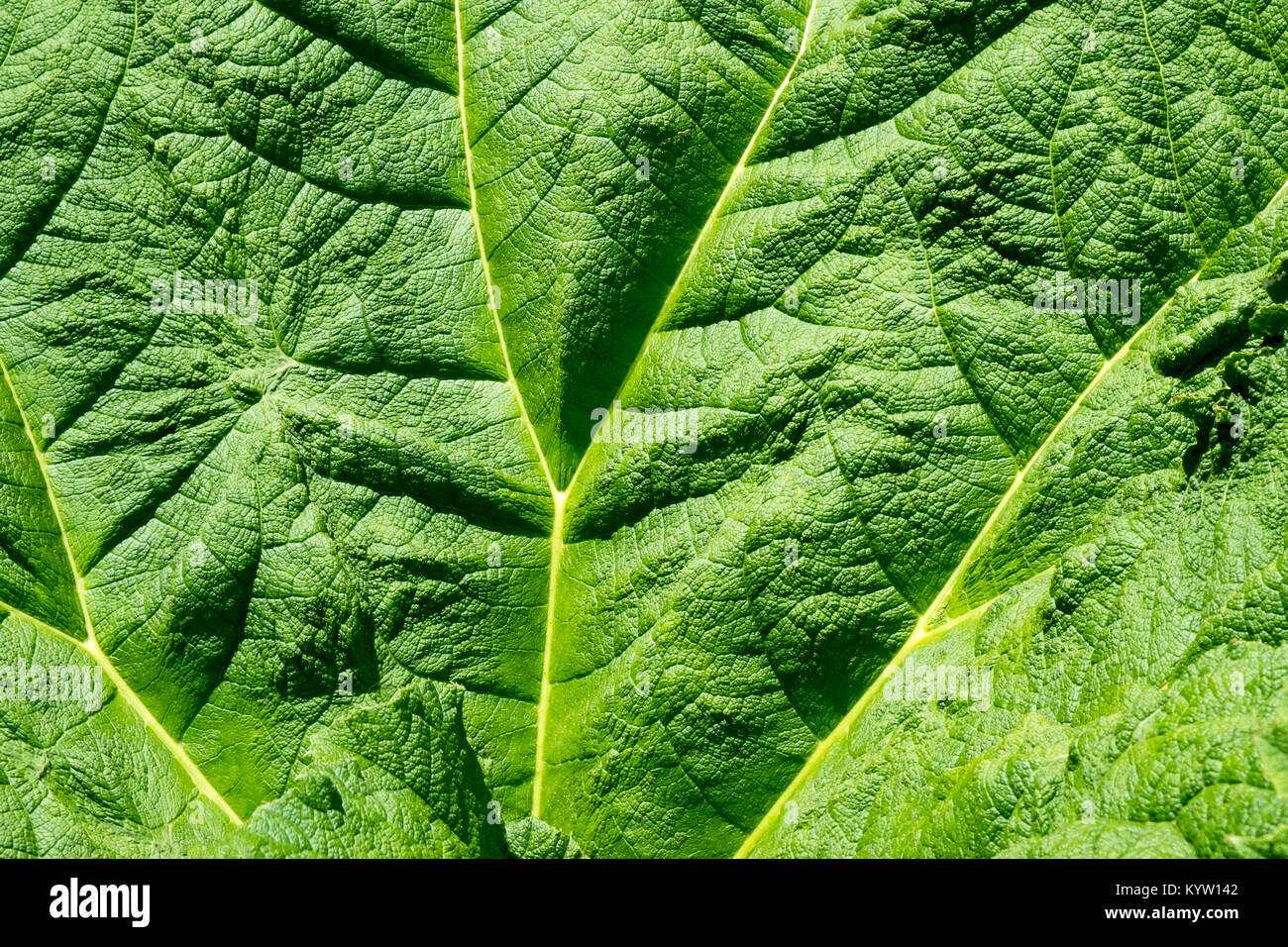 Gunnera leaf full frame background texture Stock Photo - Alamy Gunnera leaf full frame background texture Stock Photo - Alamy