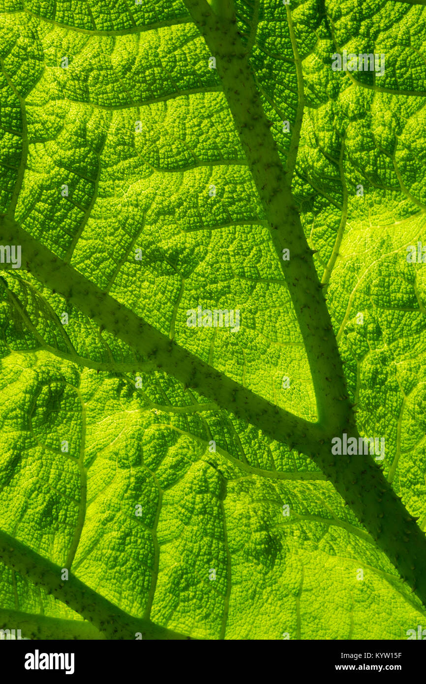 Gunnera leaf full frame background texture Stock Photo - Alamy Gunnera leaf full frame background texture Stock Photo - Alamy