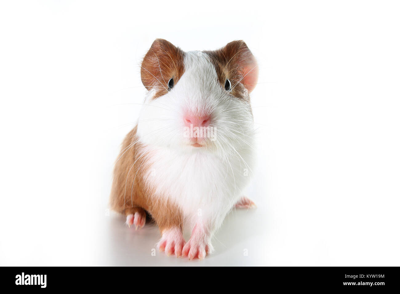 Cute little dutch guinea pig on studio white background. Isolated white ...