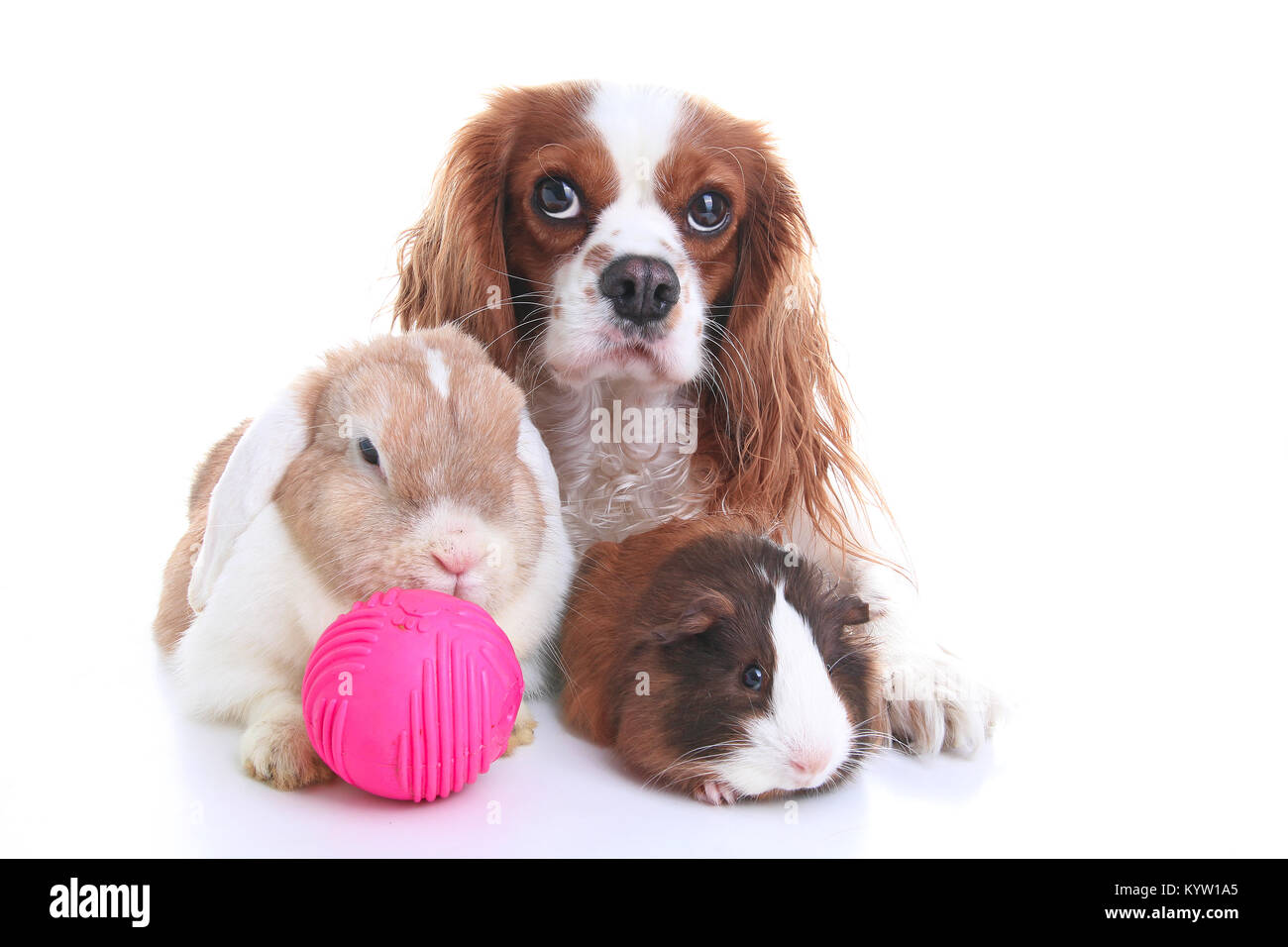 Animals together. Real pet friends. Rabbit dog guinea pig animal ...