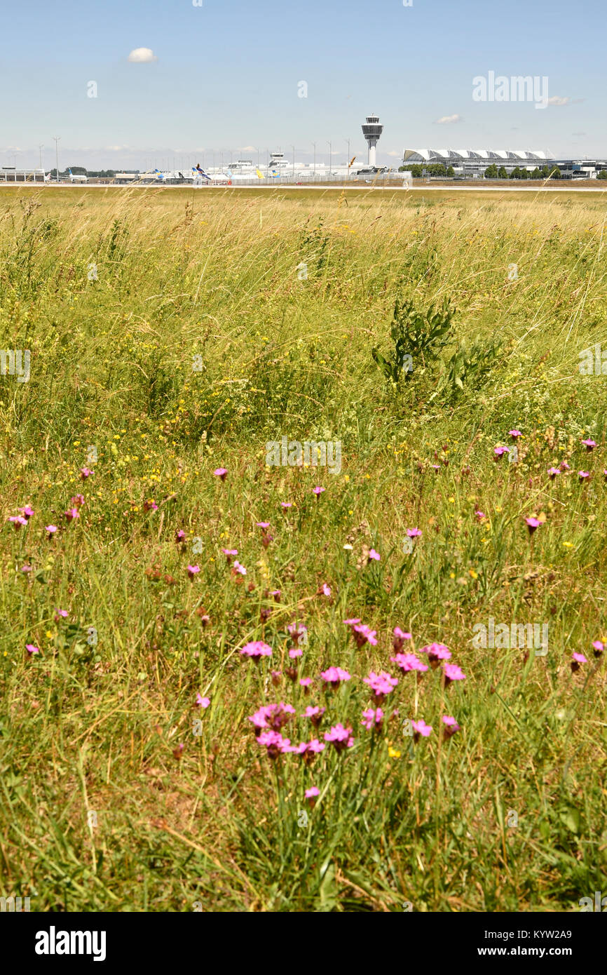 overview, grass, weed, nature, view, aircraft, airplane, plane ...