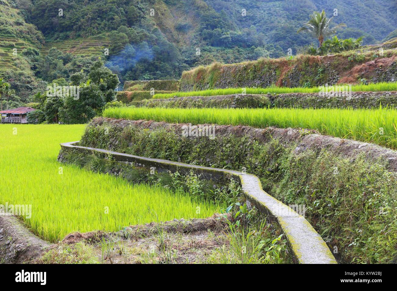 Philippines rice terraces - rice cultivation in Hapao village (Hungduan ...