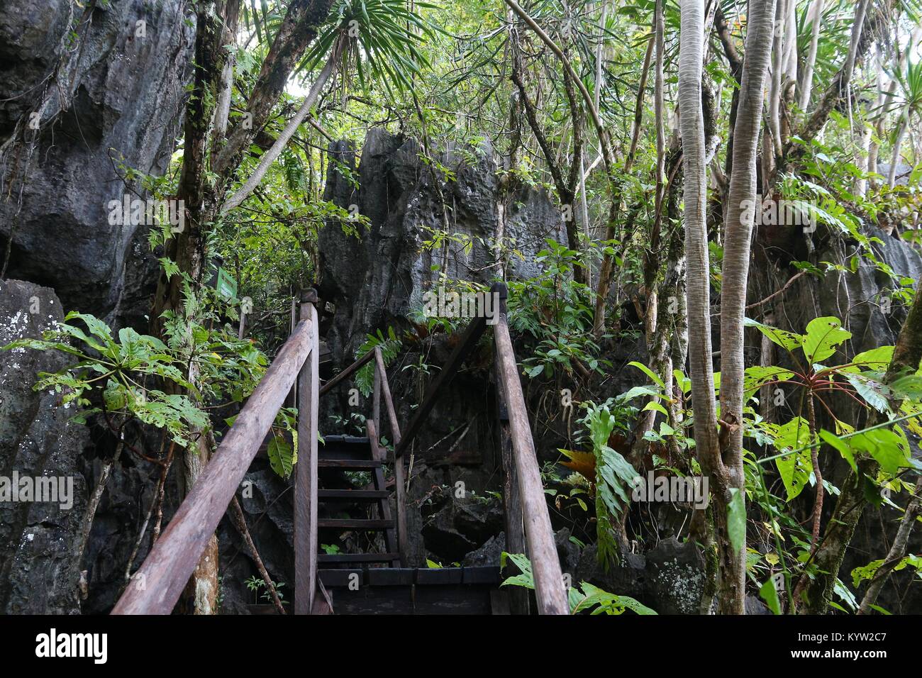 Philippines jungle hi-res stock photography and images - Alamy