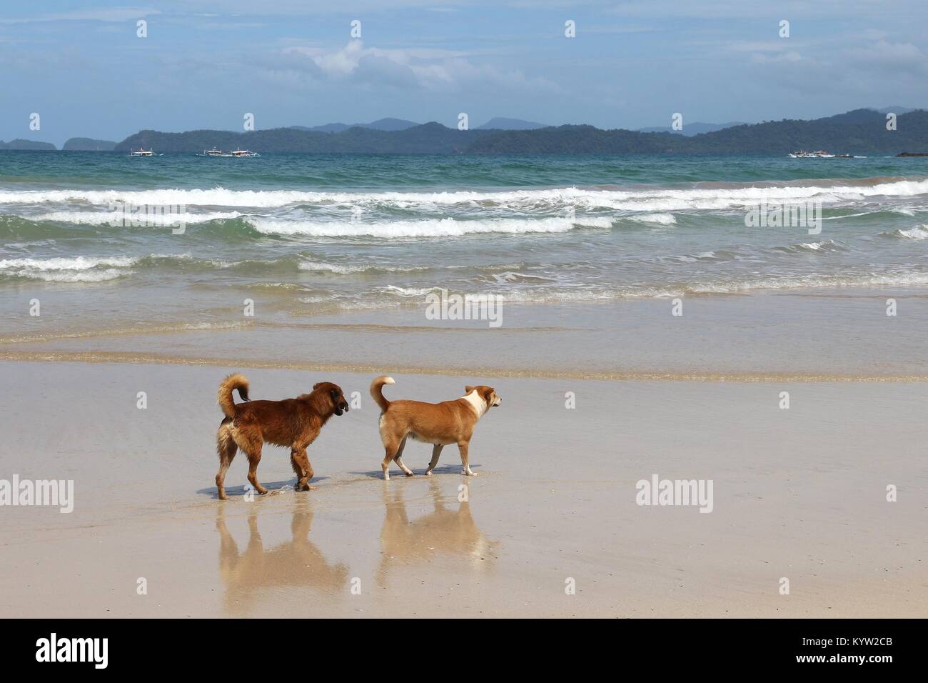 Dog friends on a beach - Sabang beach in Palawan island, Philippines ...